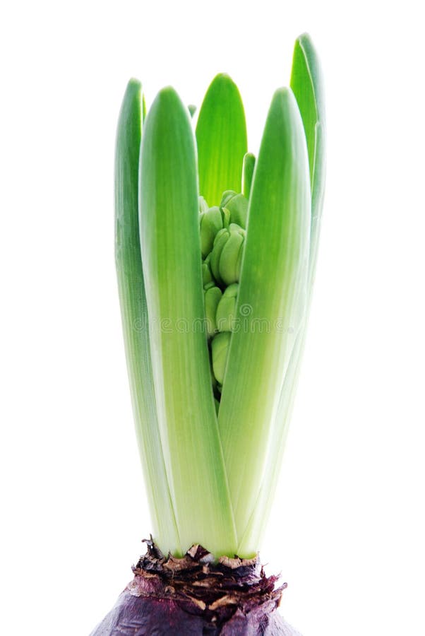 One singel hyacinth stock photo. Image of fresh, developing - 29790316