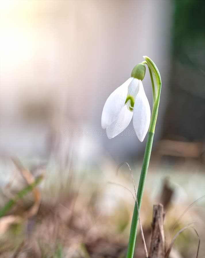 One Single Isolated Galanthus Nivalis, the Snowdrop or Common Snowdrop ...