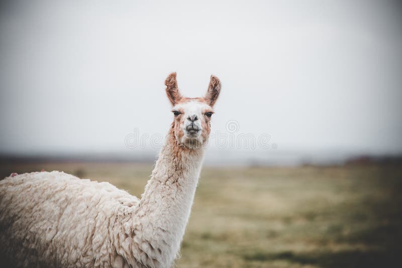 One Single Llama in the Altiplano in Bolivia Stock Image - Image of ...