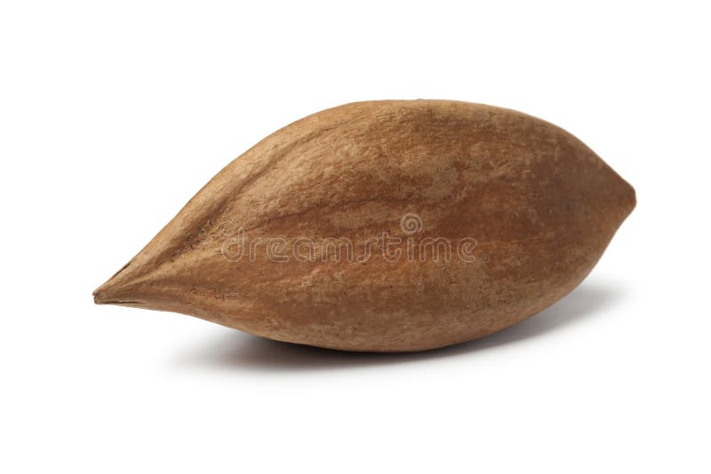 One Single Pili Nut on White Background Stock Image - Image of ...