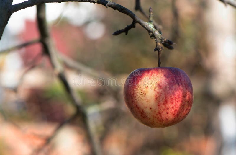 One Single Red Apple on a Tree, in Autumn Stock Photo - Image of growth ...