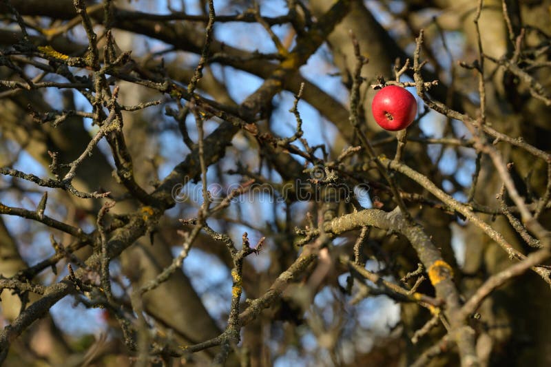 One Single Red Apple on Tree Stock Photo - Image of agriculture, apple ...