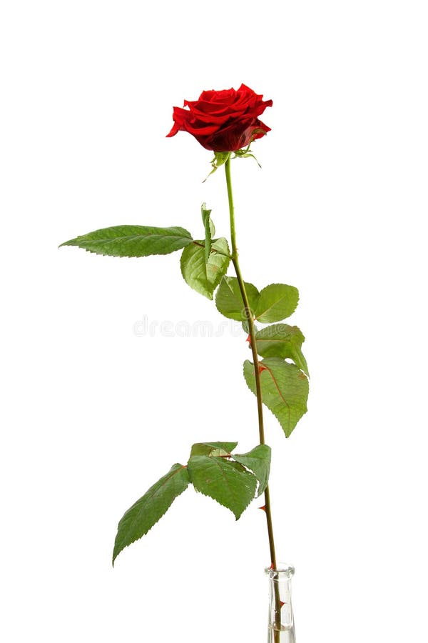 One single red rose stock photo. Image of romance, roses - 12692388