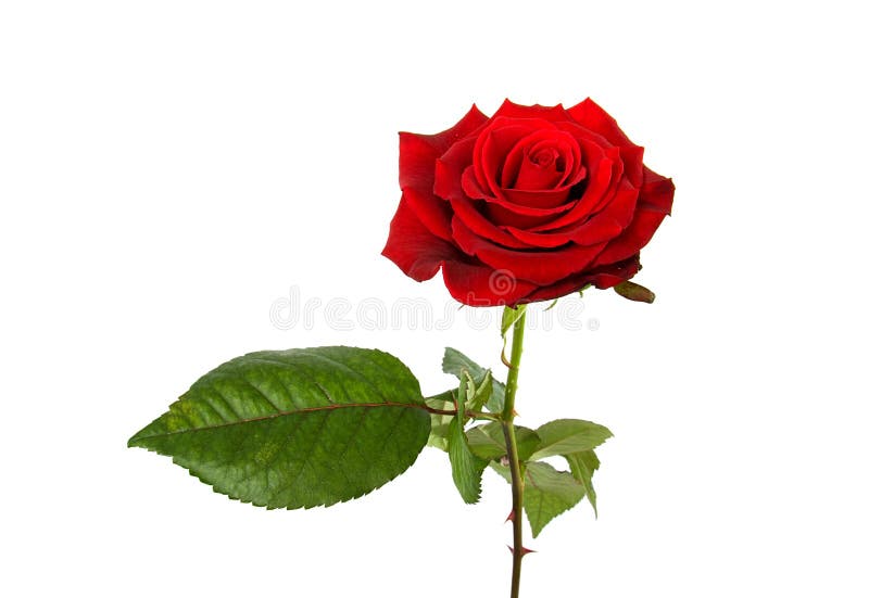 One single red rose stock photo. Image of romance, roses - 12692388