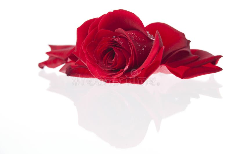 One Single Red Valentines Rose. GN Stock Photo - Image of concept, love ...