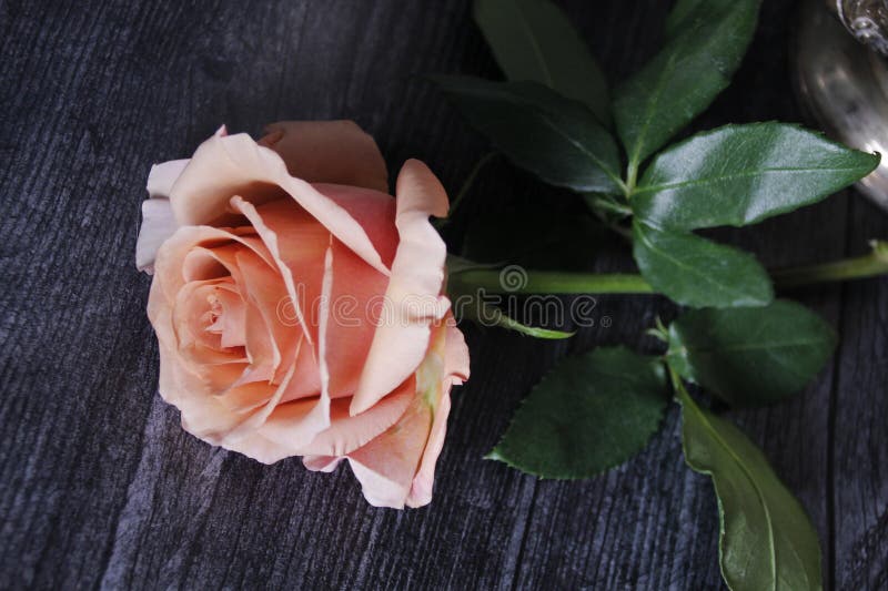 One Single Rose Laying on Table, Opened Up Stock Photo - Image of peach ...