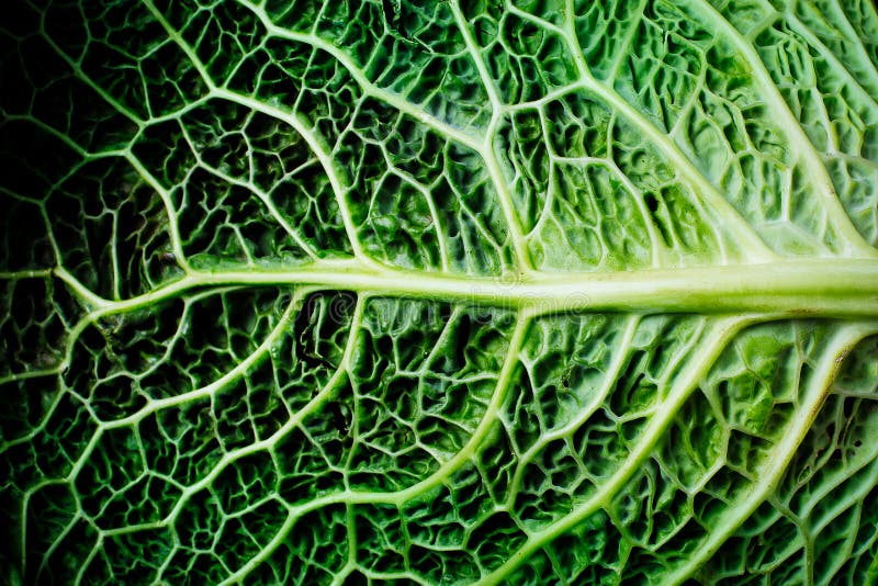 One Single Savoy Cabbage Leaf Stock Image - Image of full, leaf: 63872145