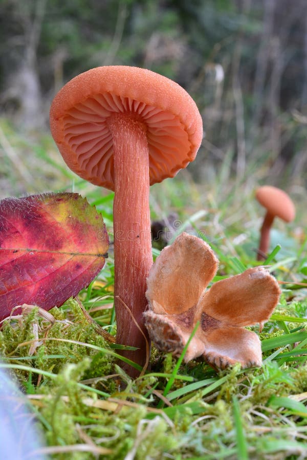 Red Waxy Cap Mushrooms in a Forest Stock Image - Image of mushroom ...