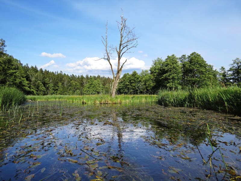 One Single Tree and Cloudy Sky Reflection at Water Surface Stock Photo ...