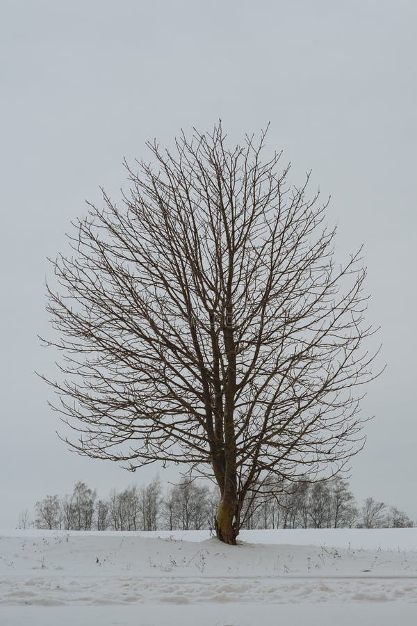 Single winter tree stock photo. Image of hardwood, frost - 108514036