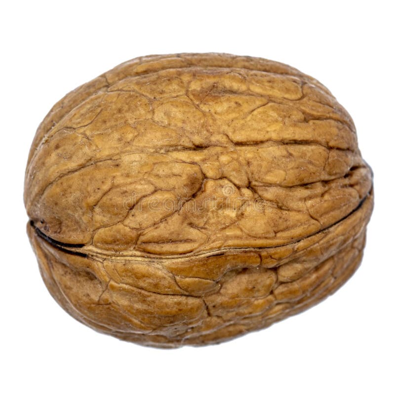 Single Walnut Isolated on White Background Stock Photo - Image of white ...