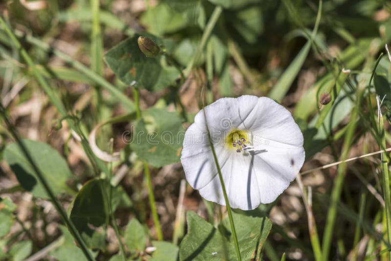 Flower path stock photo. Image of flowers, petals, bush - 143854802