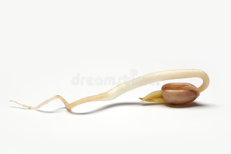 One Single Whole Bean Sprout Stock Photo - Image of background, form ...