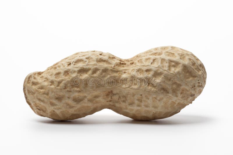 One single whole Peanut stock photo. Image of studio - 12112492