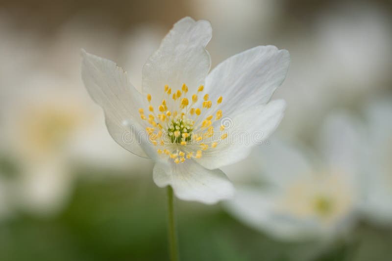 One Single Wood Anemone Flower in Early Spring Sunlight Stock Image ...