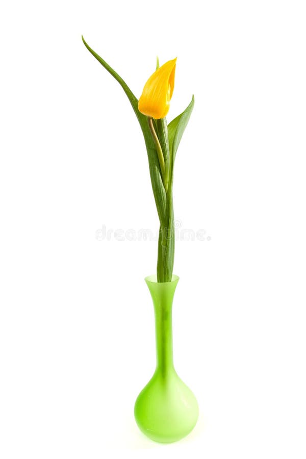 One Single Yellow Dutch Tulip Stock Photo - Image of nature, spring ...