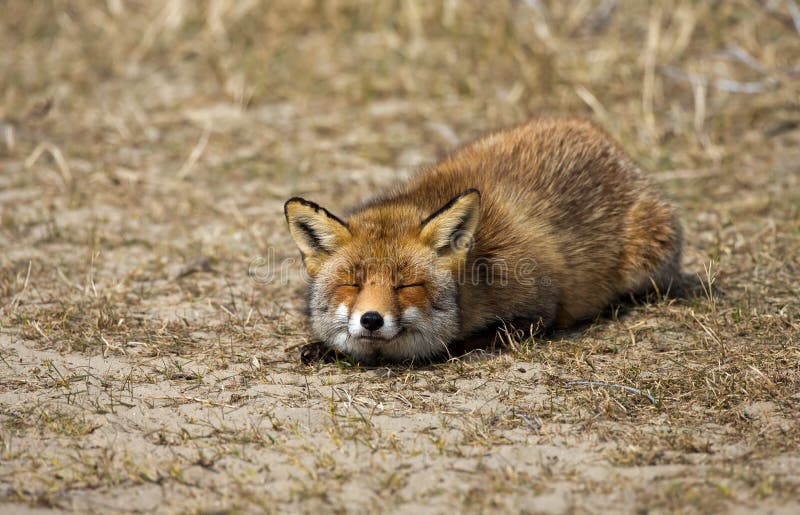 Sleepy Red Fox stock photo. Image of focus, hunting, animal - 29959246