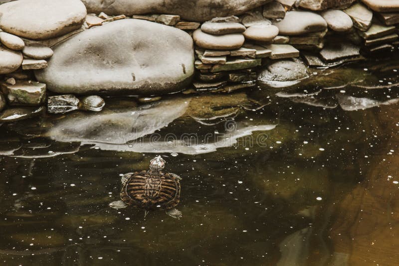 Turtle Basking Floating Log Stock Photos - Free & Royalty-Free Stock ...