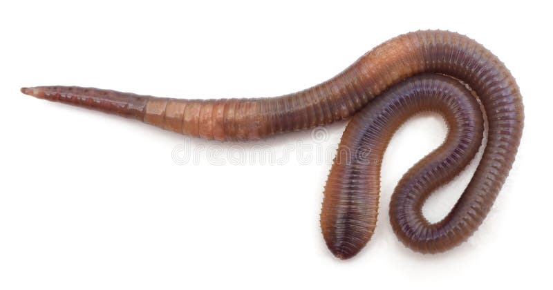 One slippery worm stock photo. Image of curve, biology - 253264180