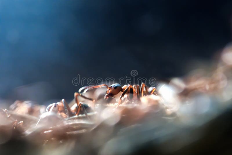 One small ant stock image. Image of closeup, force, summer - 70206997
