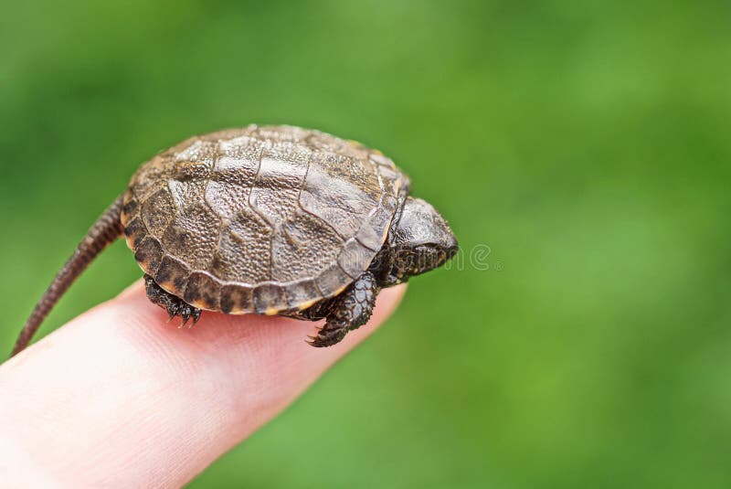 Brown Turtle Standing on Green Grass. Studio Photo Stock Photo - Image ...
