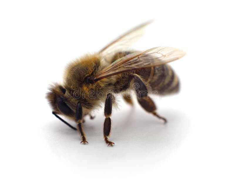 One small bee stock image. Image of sting, white, honey - 189307079