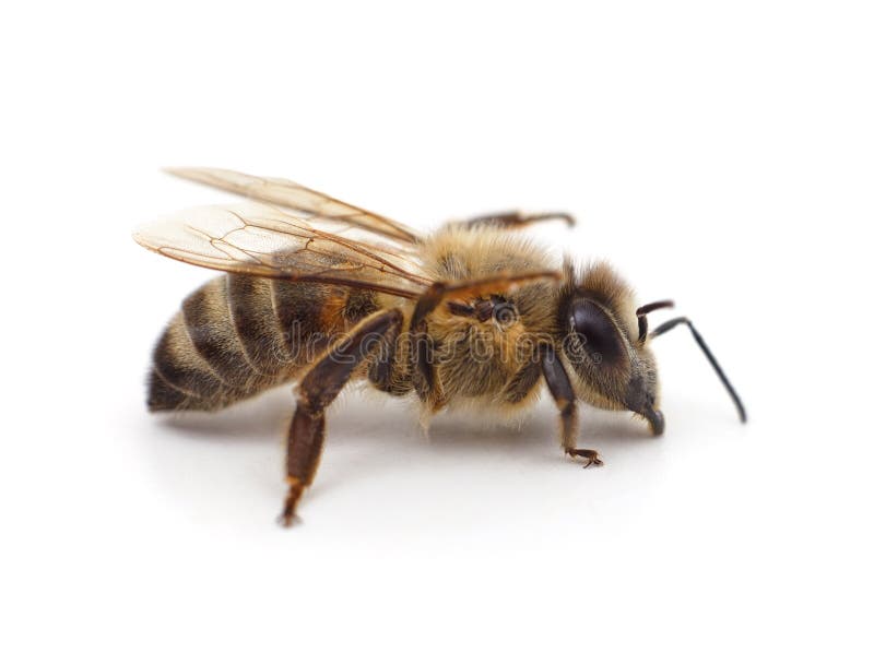 One small bee stock photo. Image of background, spring - 250266974