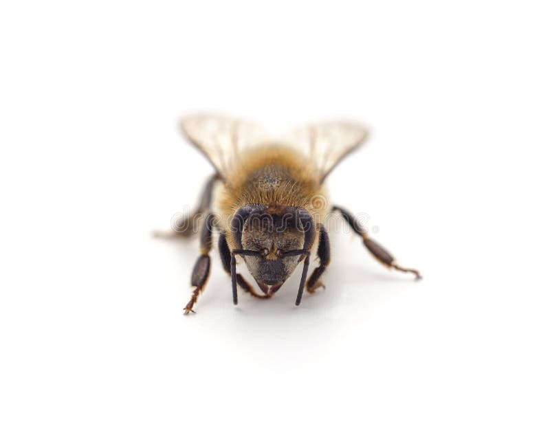 One small bee stock photo. Image of small, pollination - 233009470