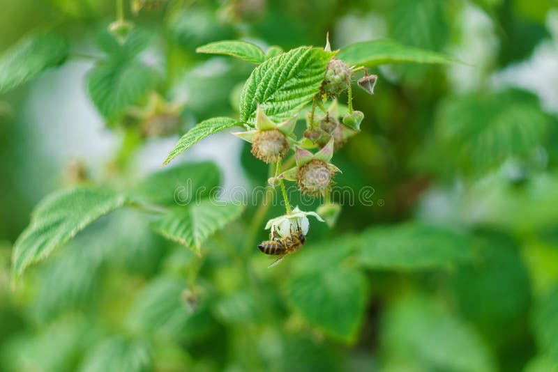 One Small Bee Pollination Flower on a Raspberry Cane Stock Photo ...