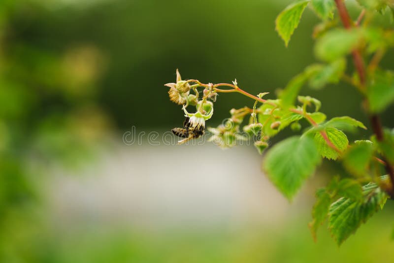 One Small Bee Pollination Flower on Raspberry Cane Stock Image - Image ...