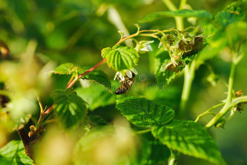 One Small Bee Pollination Flower on Raspberry Cane Stock Photo - Image ...