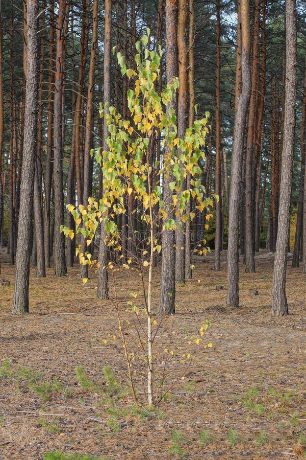 One Small Birch Tree with Yellow Green Leaves Near Pine Trees Stock ...