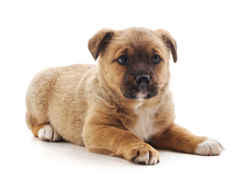One small brown puppy stock photo. Image of beautiful - 142869202
