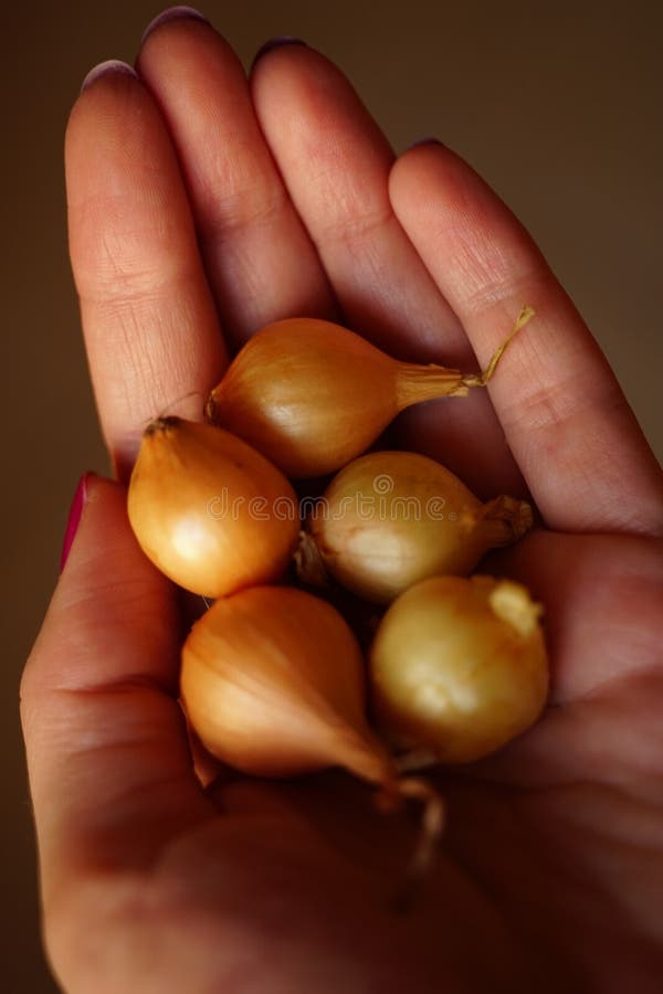 One Small Bulb for Planting in Female Hand Stock Image - Image of close ...