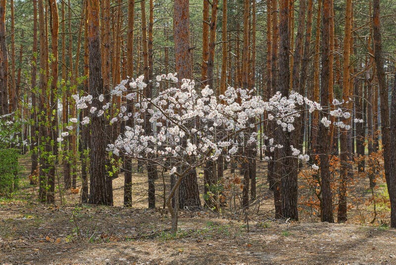 Small Cherry Tree in White Flowers Grows in a Pine Forest Stock Photo ...