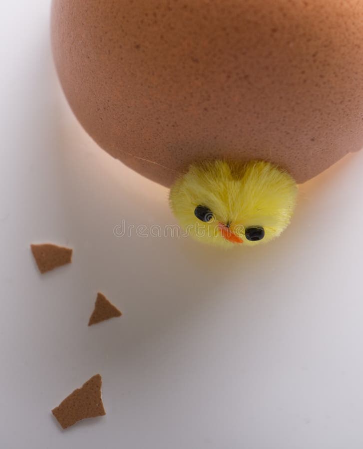 Tiny Chickling Stock Photos - Free & Royalty-Free Stock Photos from ...