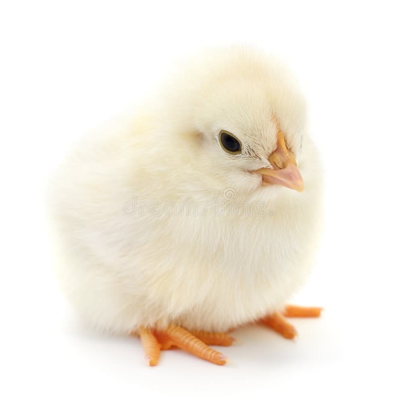 Yellow chicken stock image. Image of white, poultry, livestock - 10282269