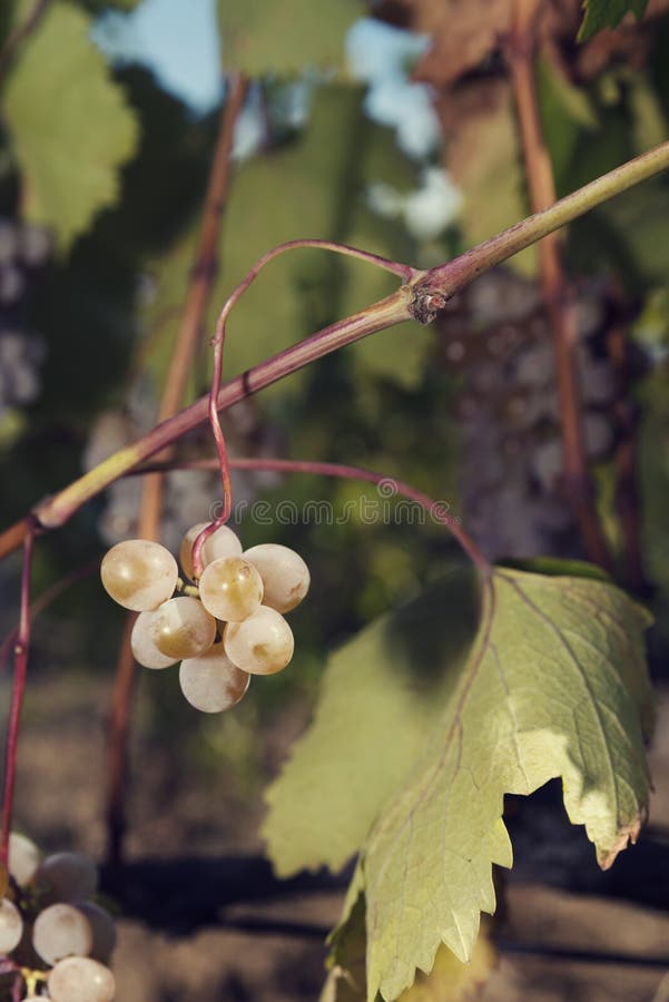 One Small Cluster of White Grapes on a Vine. Portrait Image Stock Image ...