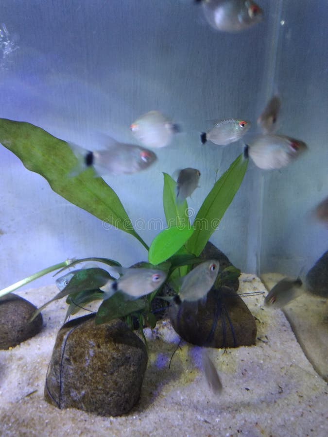 This is One of the Small and Cute Fish Named Tetra Fish Stock Image ...