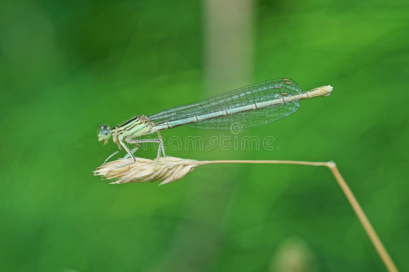 One Small Dragonfly Sits on a Gray Dry Blade of Grass Stock Photo ...