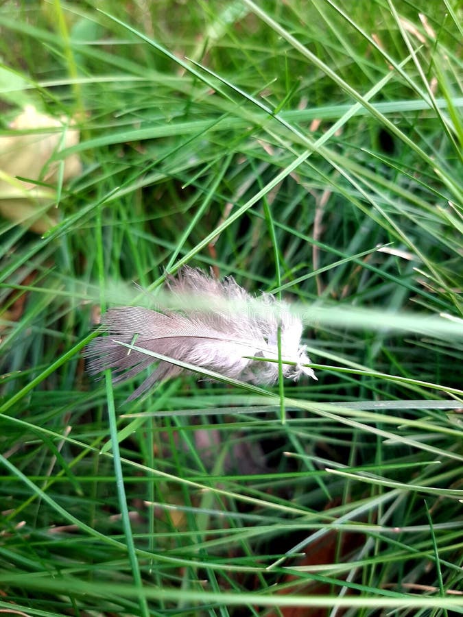 One Small Feather on the Green Grass Stock Image - Image of feather ...