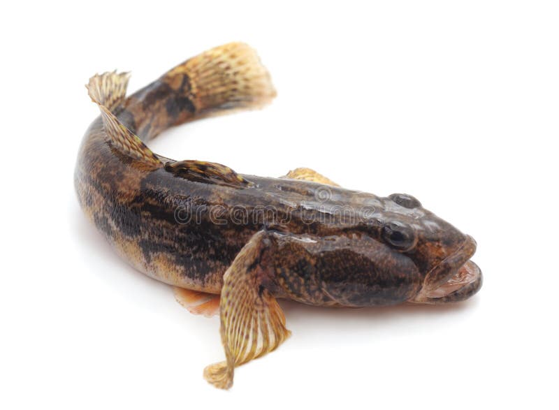 A Small Fish on a Brown Bowl Stock Photo - Image of group, fisherman ...