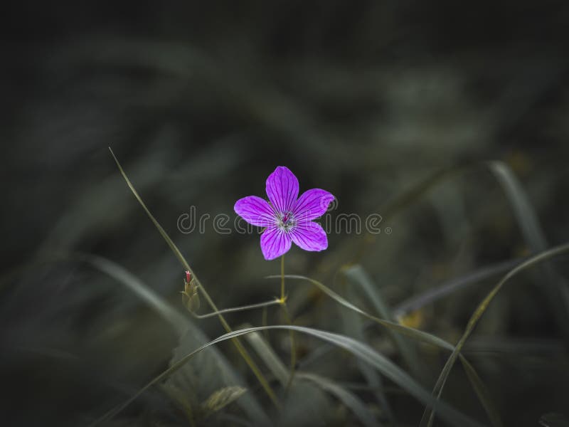 One small flower in grass stock image. Image of light - 197326051