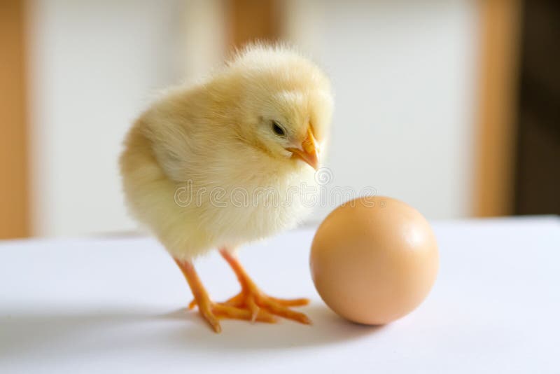 Two Small Yellow Chicks Standing and Looking at Each Other Head Stock ...