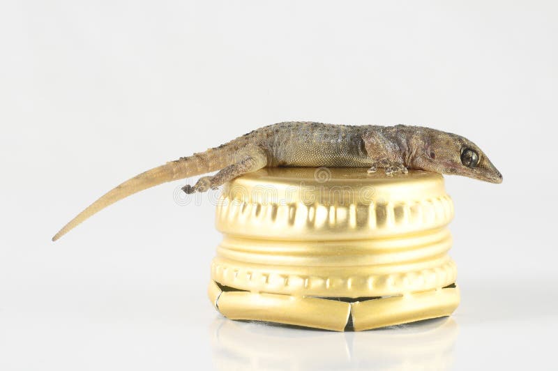 Small Gecko Lizard and Bottle Cap Stock Photo - Image of leaf, close ...