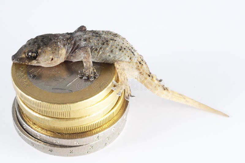 Gecko Lizard and Coin stock photo. Image of curious, isolated - 35068044