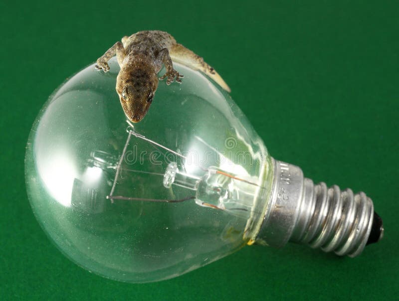 Gecko Lizard and Light Bulb Stock Image - Image of reptile, full: 244153775
