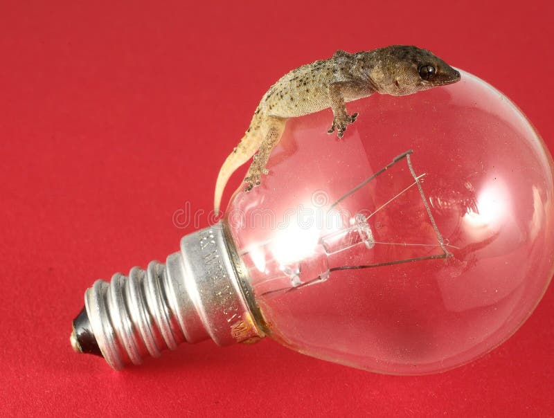 Gecko Lizard and Light Bulb Stock Photo - Image of isolated, brown ...