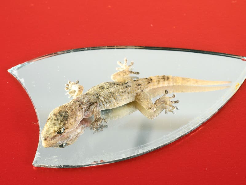 Small Gecko Lizard and Mirror Stock Photo - Image of mirror, fauna ...
