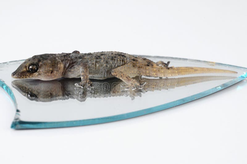 One Small Gecko Lizard and Mirror Stock Image - Image of hemidactylus ...